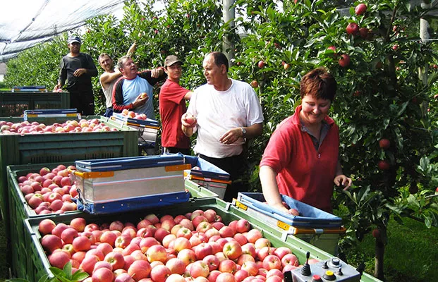Goldkehlchen: Austria’s first ever home grown cider - Vienna Würstelstand