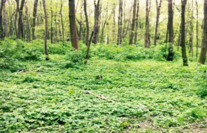 6 special nature spots to escape to in Vienna - Vienna Würstelstand