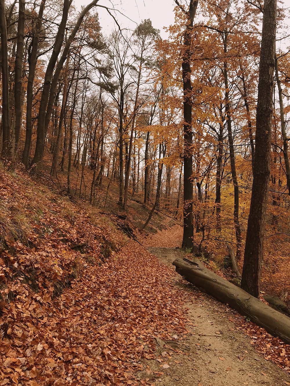11 tranquil autumnal photos of the Wienerwald to make you feel as ...