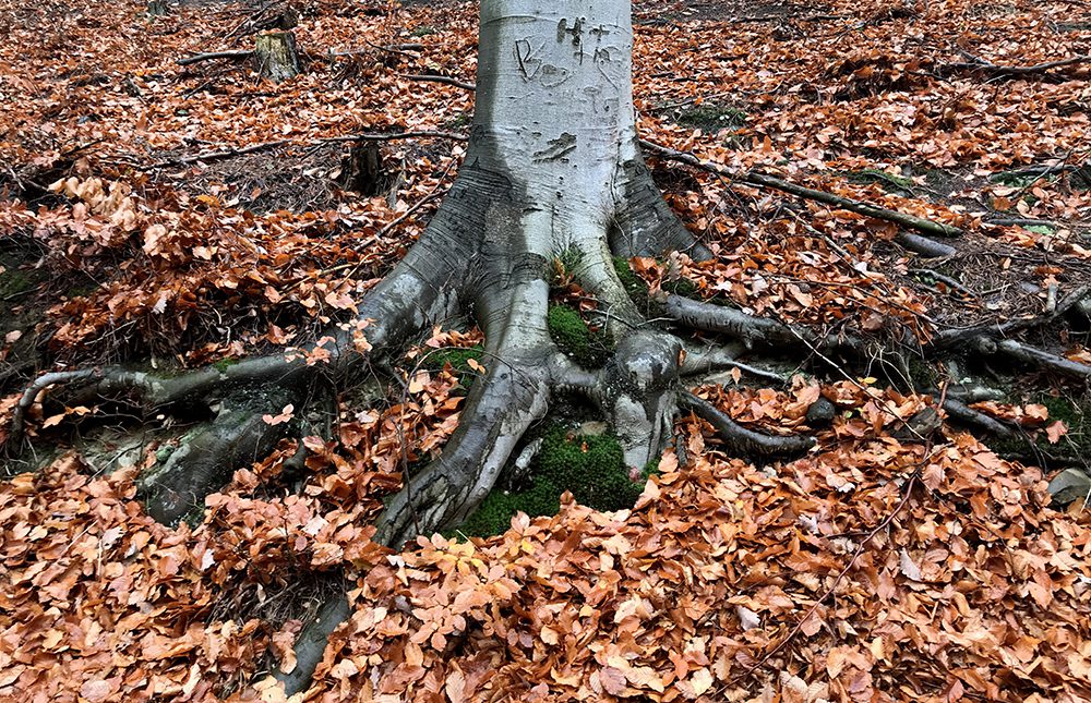 11 tranquil autumnal photos of the Wienerwald to make you feel as ...
