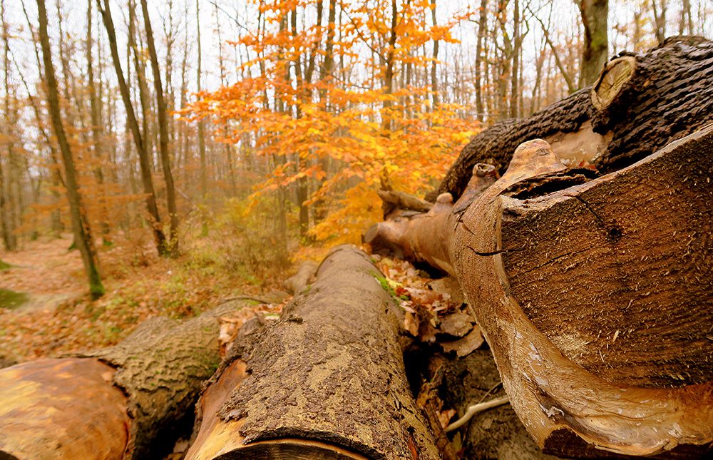 11 tranquil autumnal photos of the Wienerwald to make you feel as ...