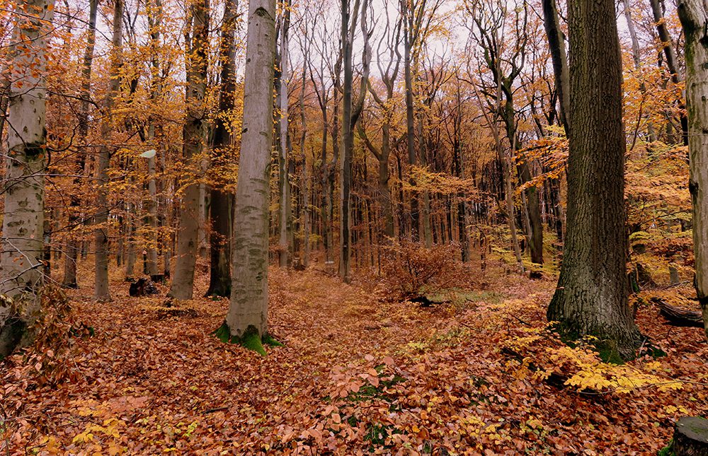 11 tranquil autumnal photos of the Wienerwald to make you feel as ...