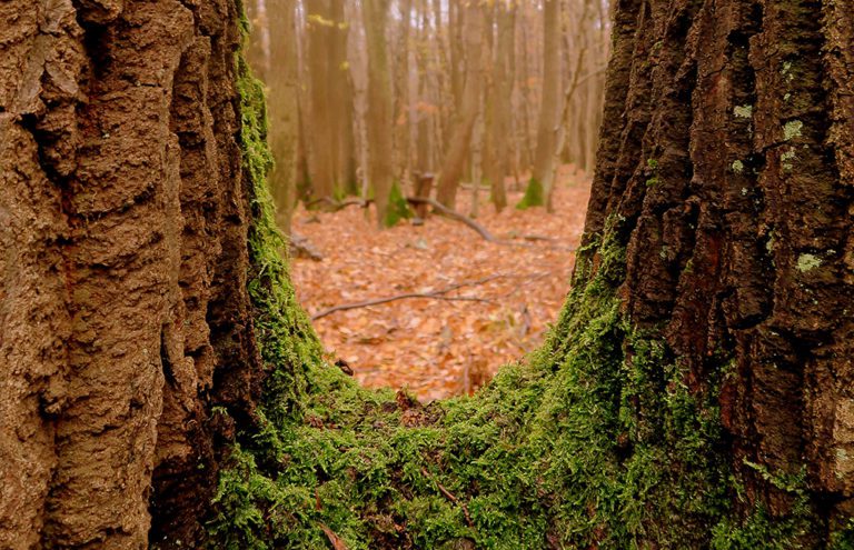 11 tranquil autumnal photos of the Wienerwald to make you feel as ...