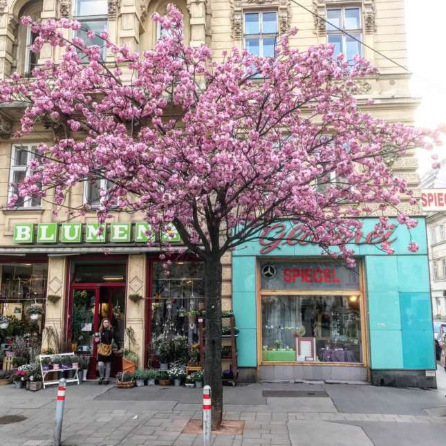 The 13 stages of spring that you'll recognise if you live in Vienna
