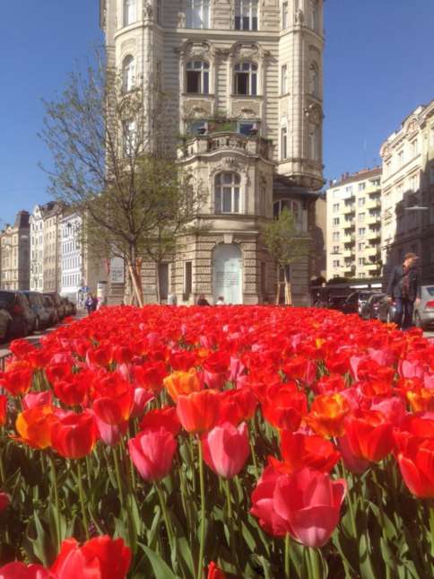 The 13 stages of spring that you'll recognise if you live in Vienna