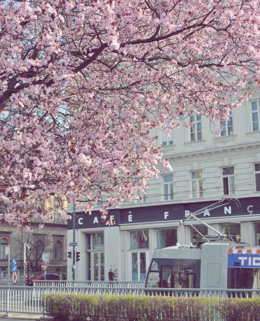 15 smile-inspiring photos of Vienna waking up in the first days of spring