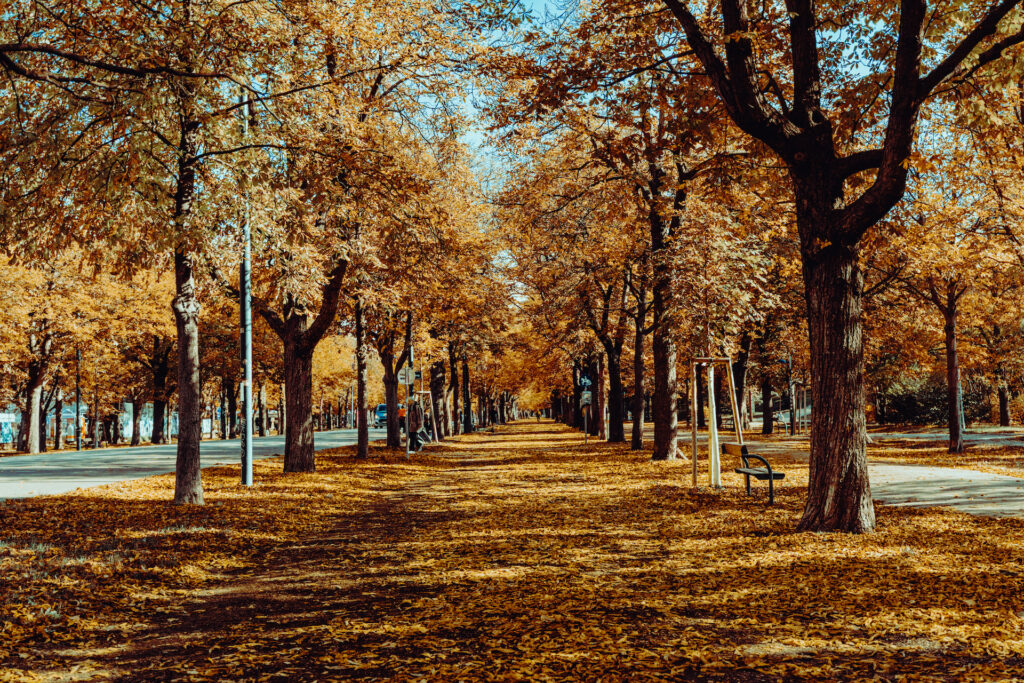 25 things you need to do to make the most out of this October in Vienna ...