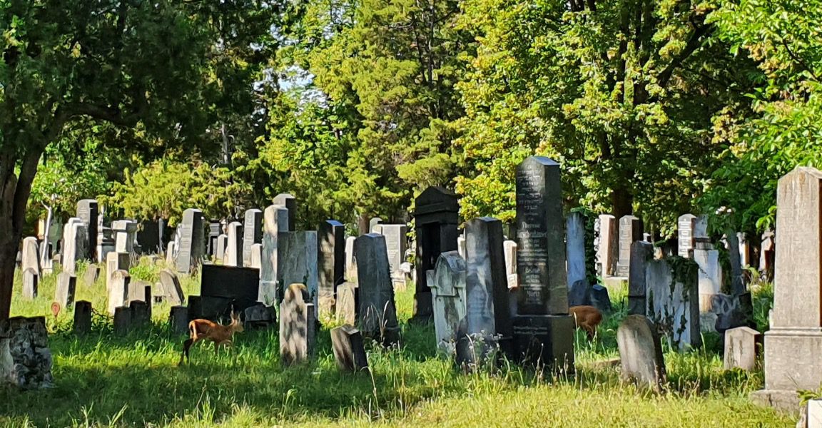 Wiener Zentralfriedhof Wanderführung - Vienna Würstelstand