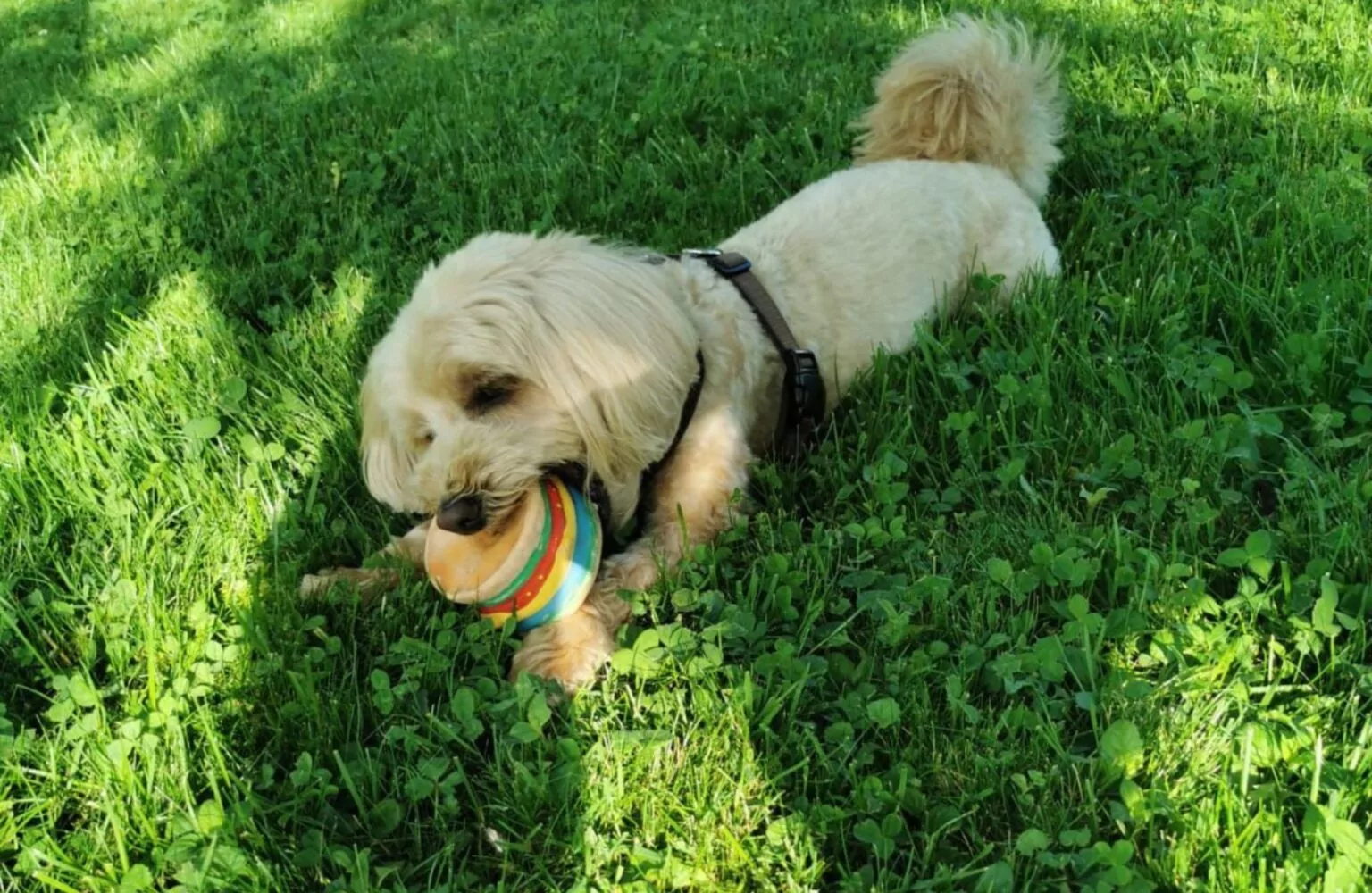 Woof woof The best 9 spots to walk your dog in Vienna