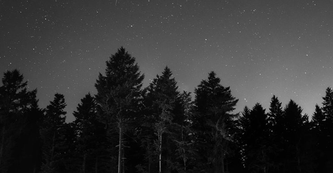 WALDEXKURSION NACHTS IM WALD - Vienna Würstelstand